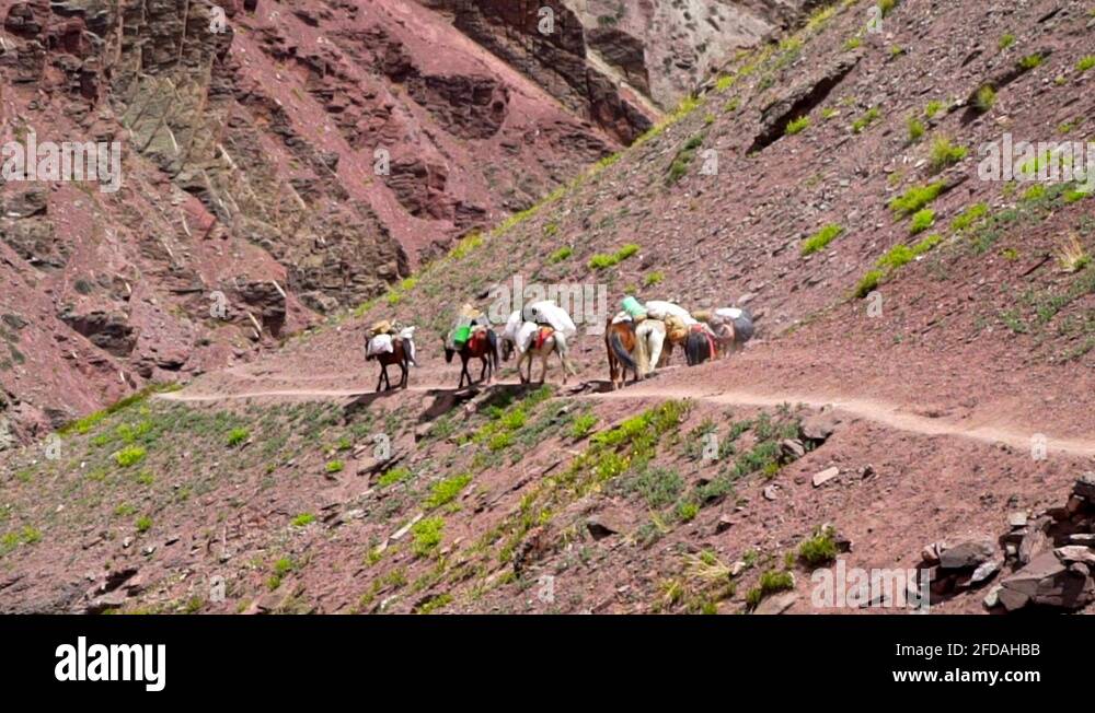 Loaded animals Stock Videos & Footage - HD and 4K Video Clips - Alamy