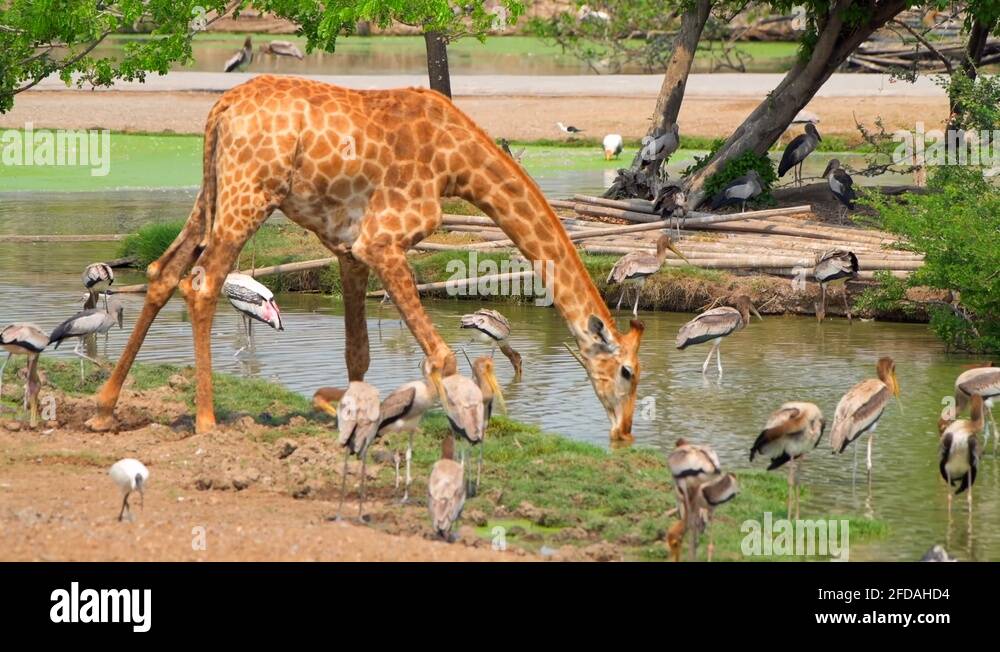 Birds kind Stock Videos & Footage - HD and 4K Video Clips - Alamy
