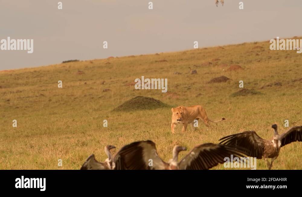 Bald lion Stock Videos & Footage - HD and 4K Video Clips - Alamy