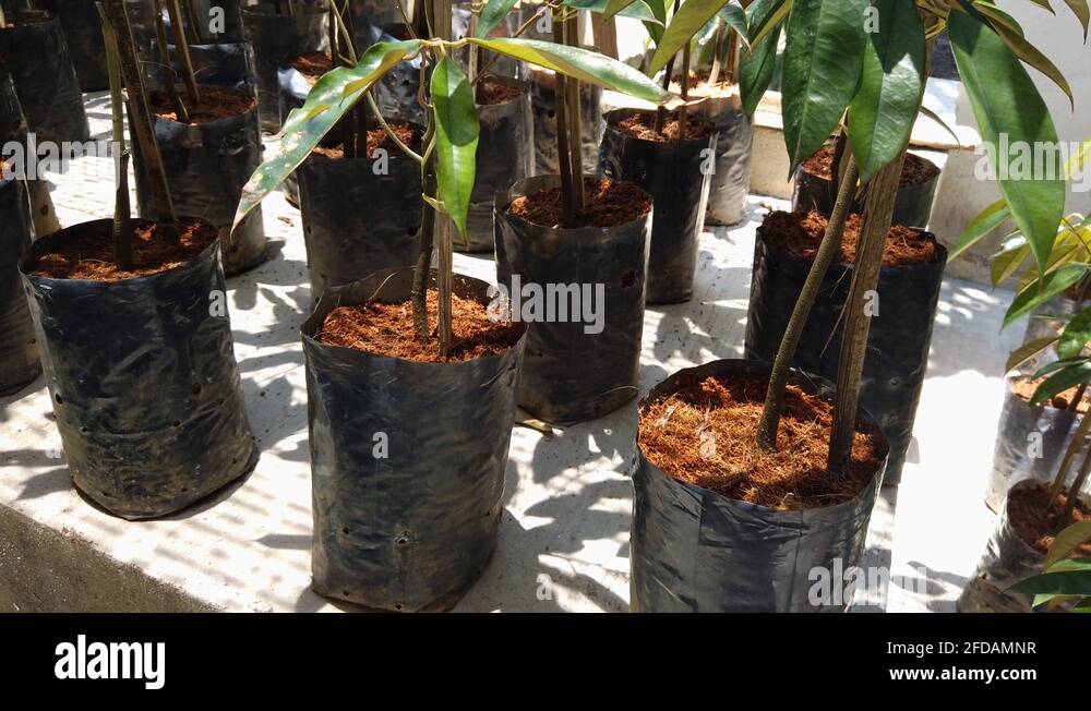 Leaf sampling Stock Videos & Footage - HD and 4K Video Clips - Alamy