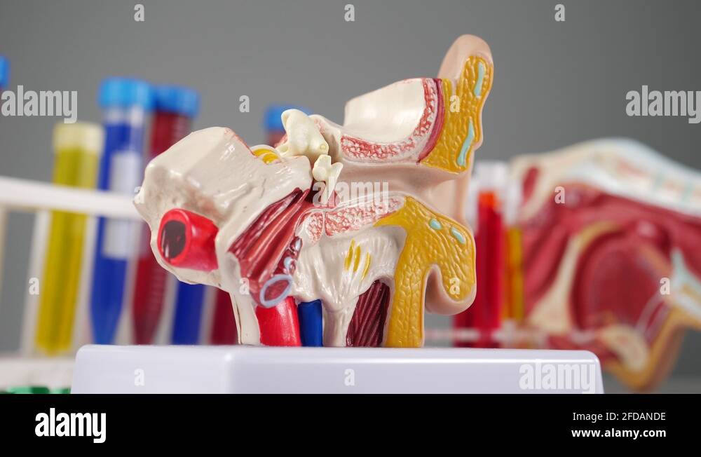 Ear brain anatomy Stock Videos & Footage - HD and 4K Video Clips - Alamy