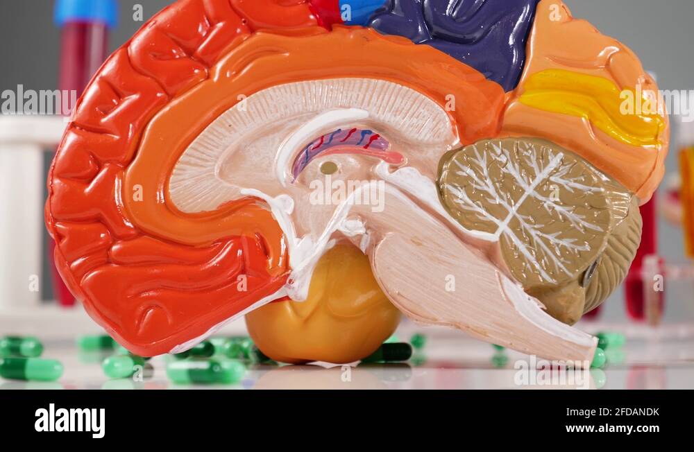 Vector brain anatomy Stock Videos & Footage - HD and 4K Video Clips - Alamy