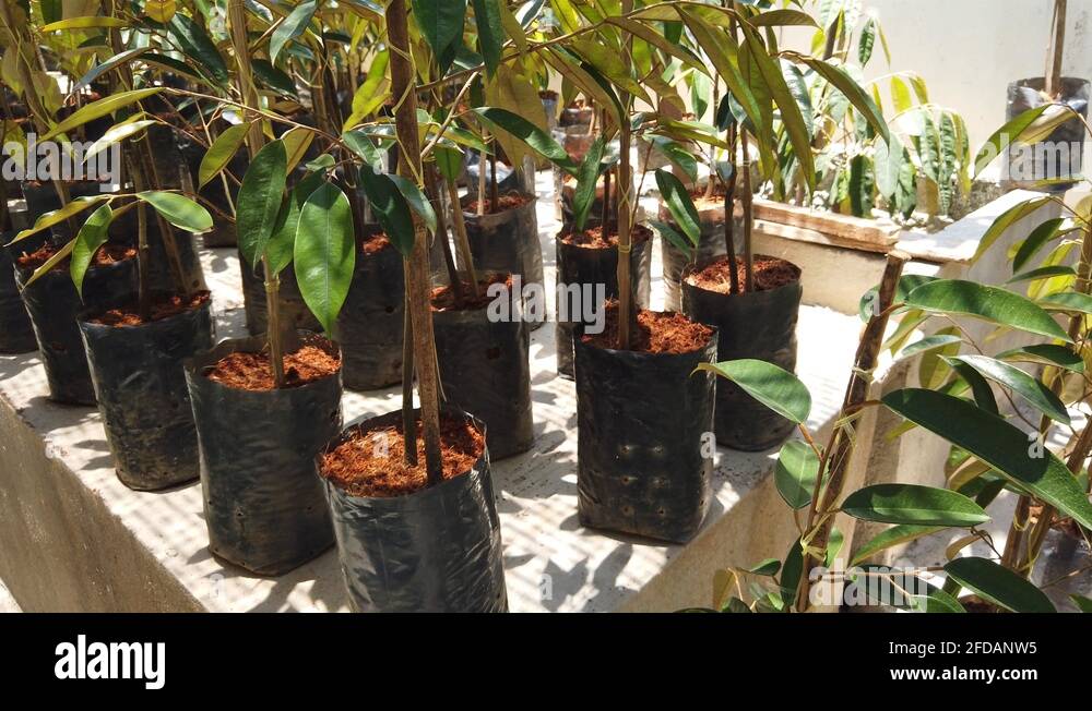 durian tree sampling in nursery Stock Video Footage - Alamy