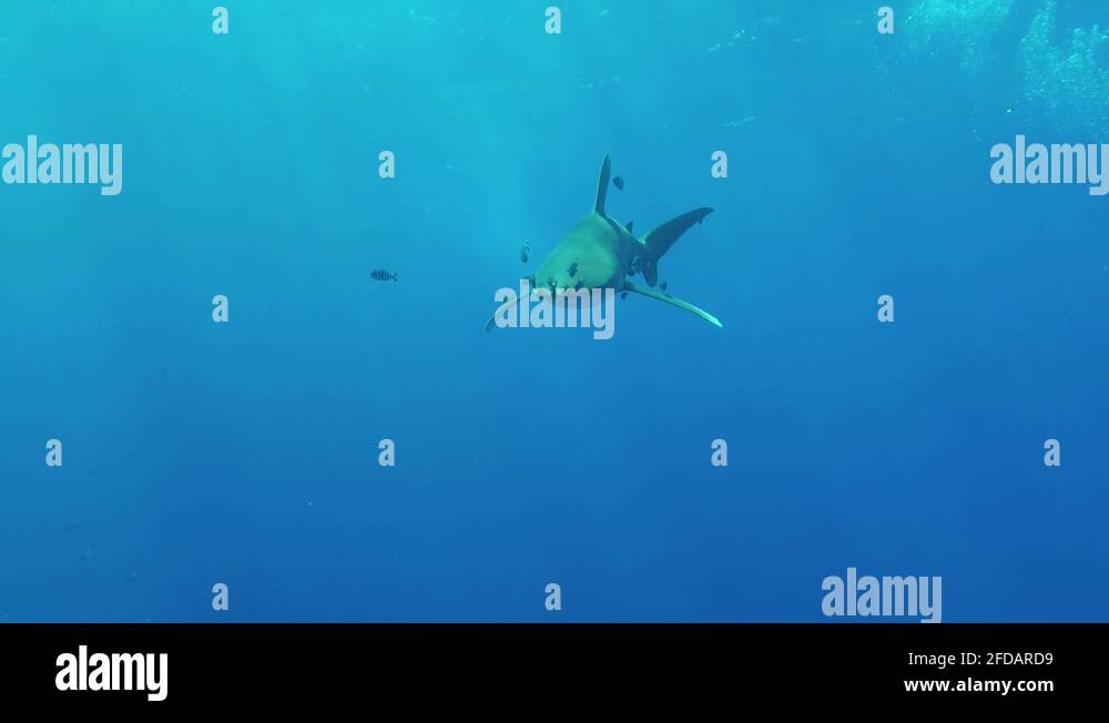 Pilot fish shark Stock Videos & Footage - HD and 4K Video Clips - Alamy