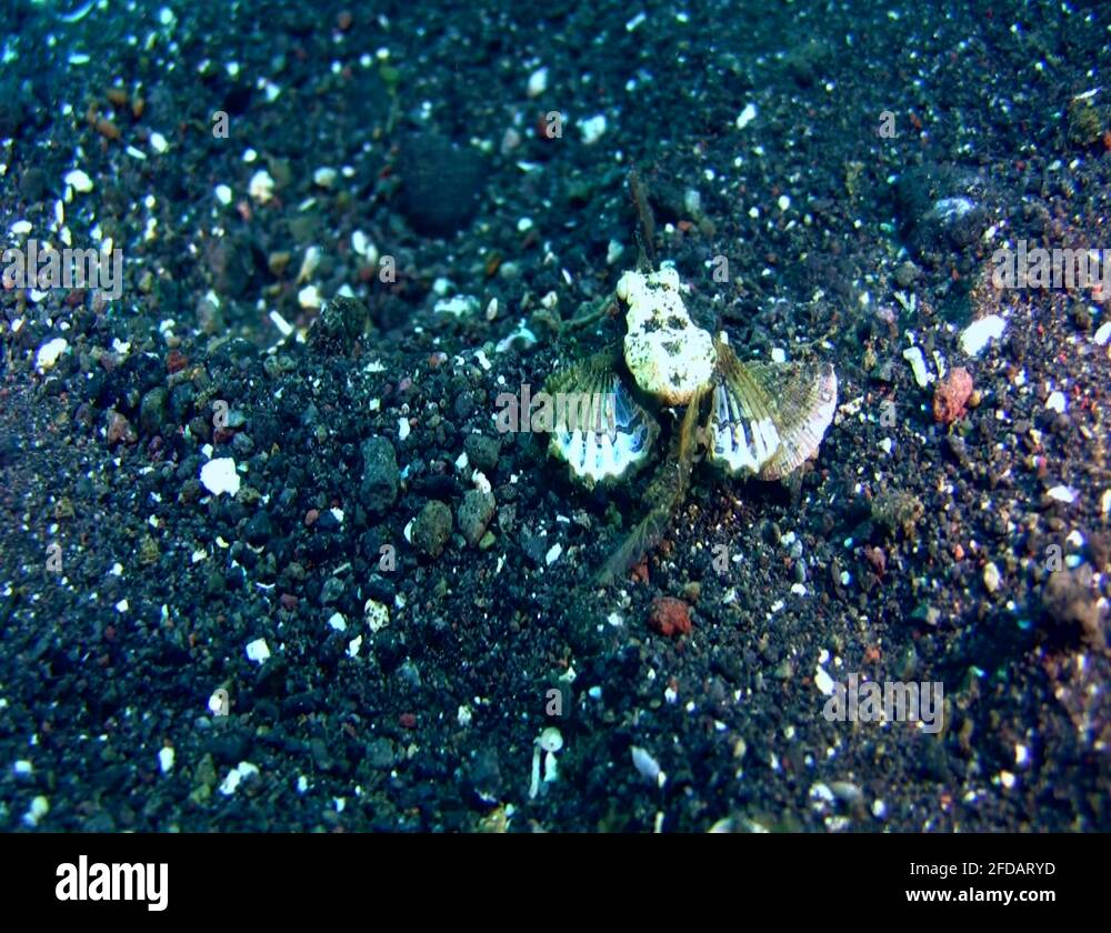 Fish moth Stock Videos & Footage - HD and 4K Video Clips - Alamy