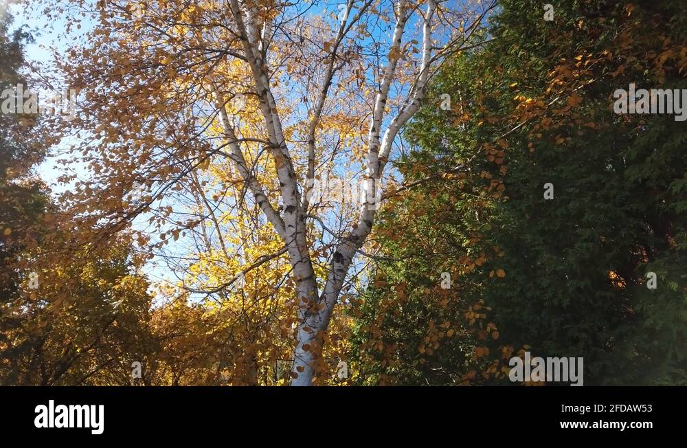 Yellow birch tree Stock Videos & Footage - HD and 4K Video Clips - Alamy