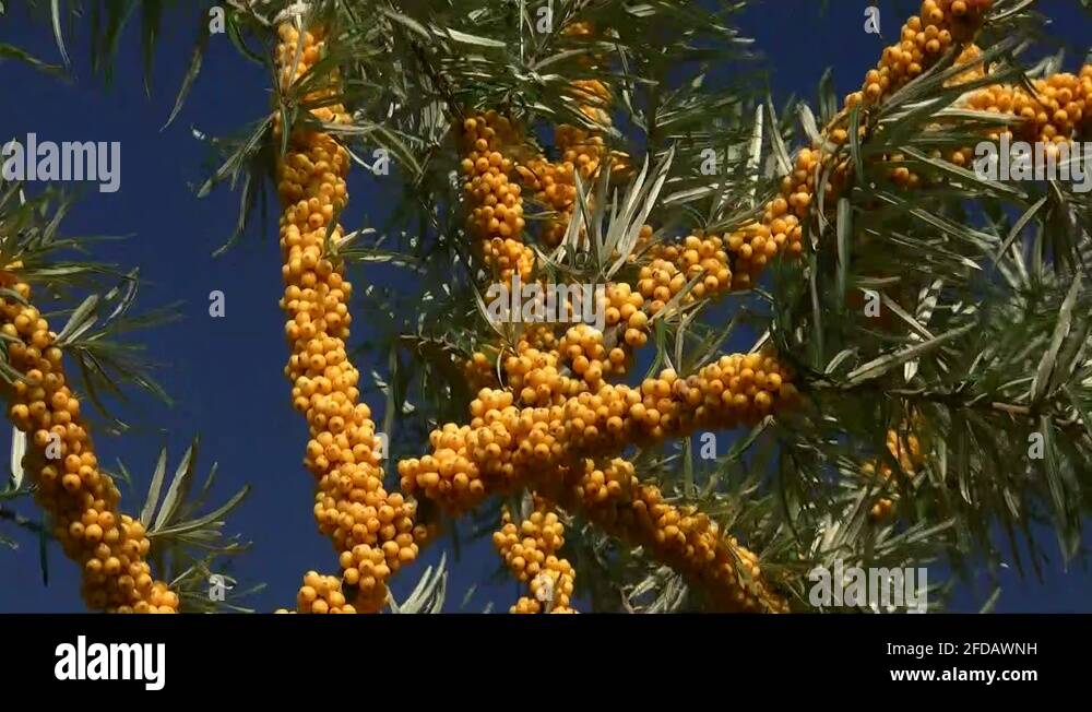 Sana germany Stock Videos & Footage - HD and 4K Video Clips - Alamy