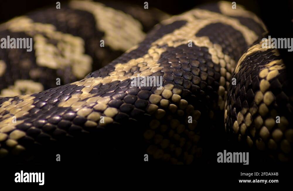 Snake scales Stock Videos & Footage - HD and 4K Video Clips - Alamy