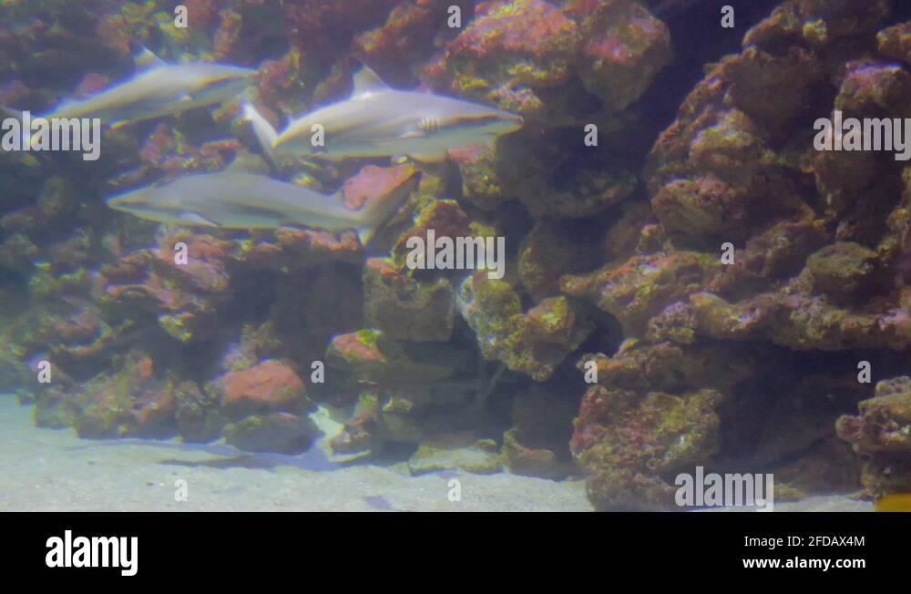 Species of sharks Stock Videos & Footage - HD and 4K Video Clips - Alamy