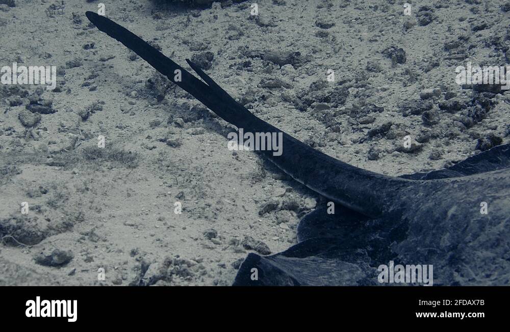 the poisonous sting of a black-spotted stingray, Taeniurops meyeni, in ...