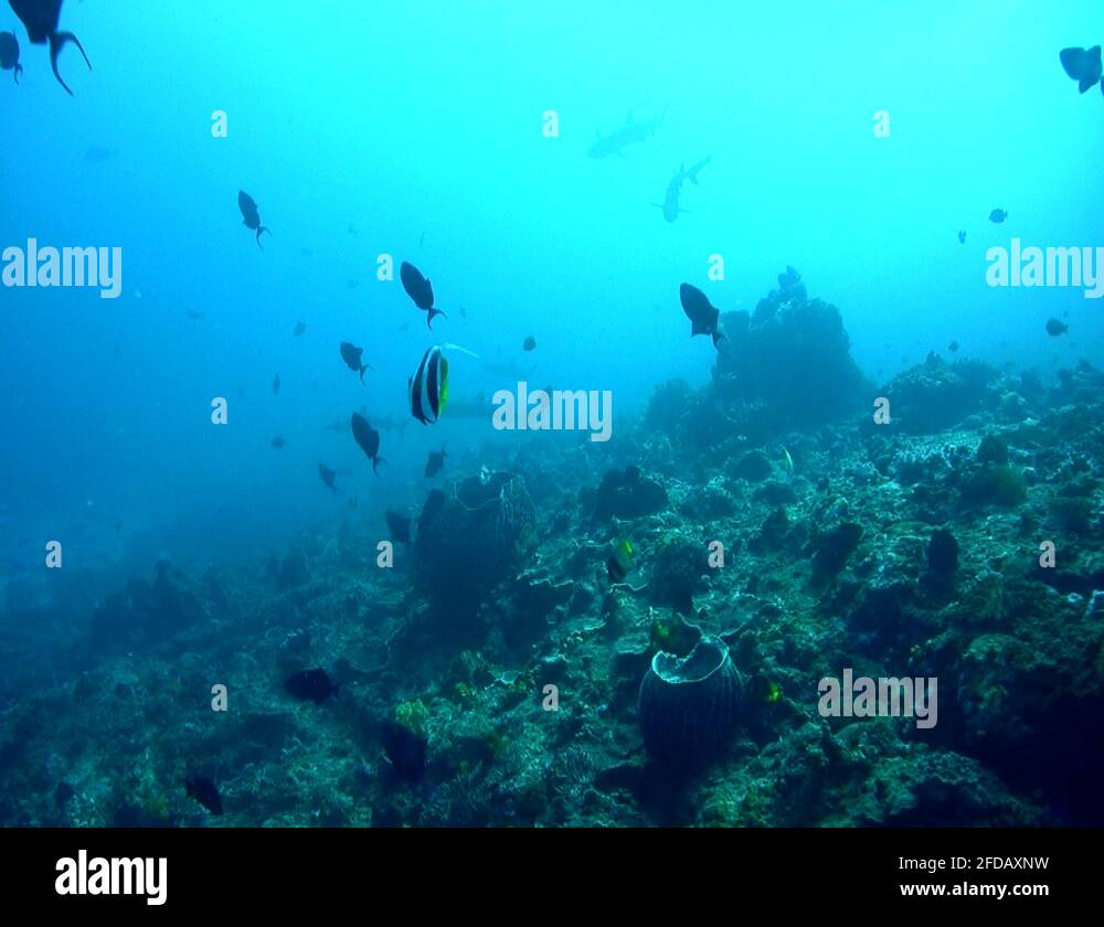 Obesus Stock Videos & Footage - HD and 4K Video Clips - Alamy