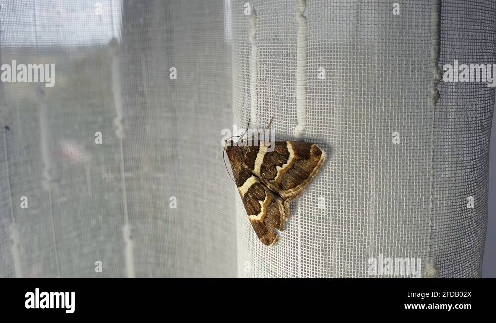 Wings resting Stock Videos & Footage - HD and 4K Video Clips - Alamy