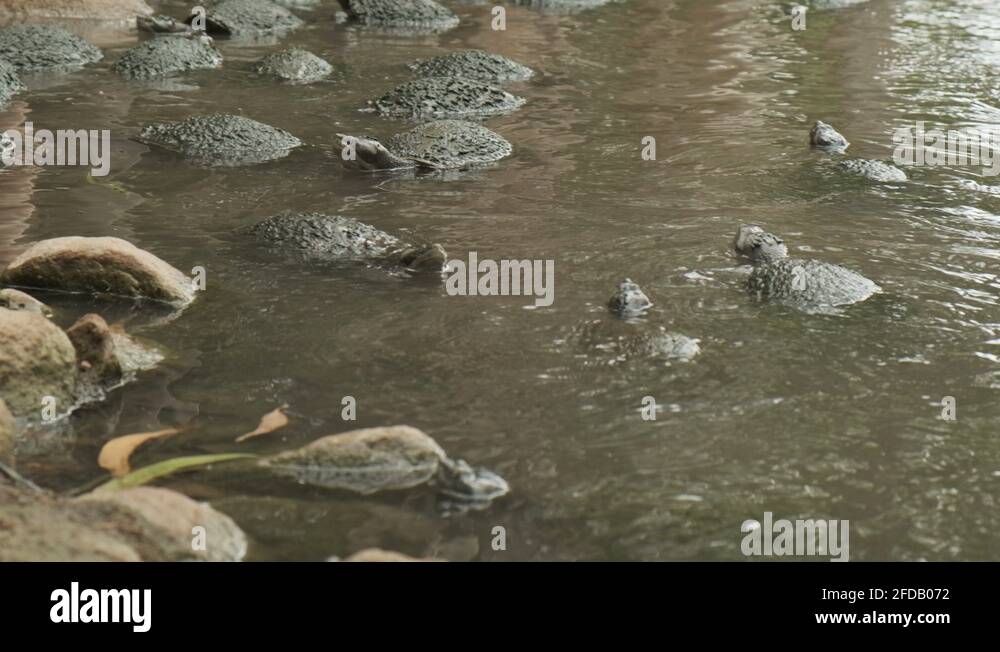 Australian turtles Stock Videos & Footage - HD and 4K Video Clips - Alamy