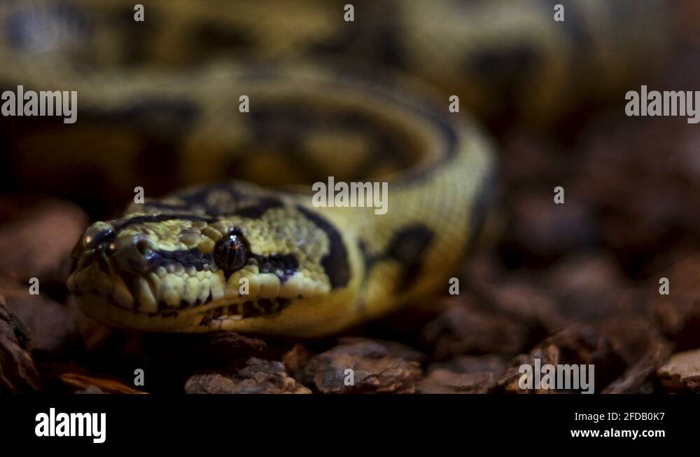 Morelia spilota variegata Stock Videos & Footage - HD and 4K Video ...