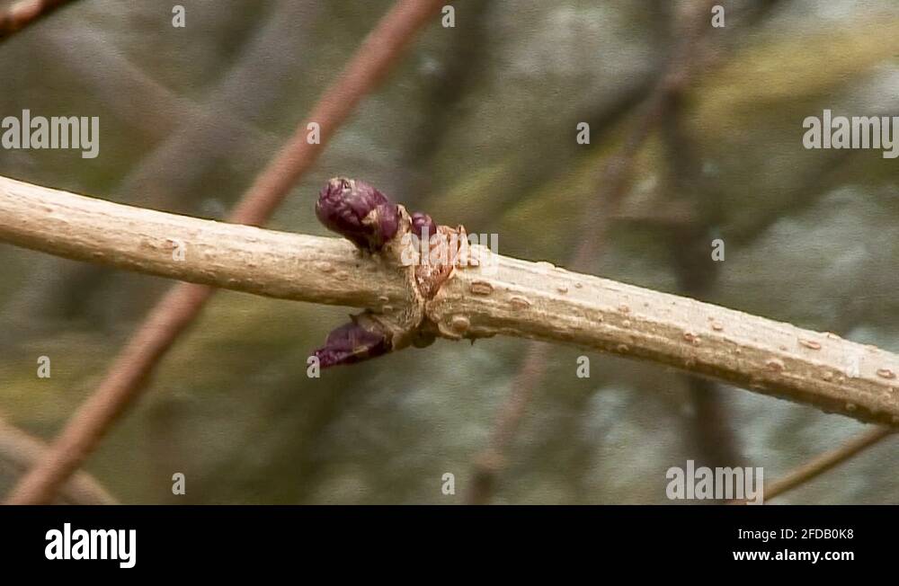 Sambucus nigra tree Stock Videos & Footage - HD and 4K Video Clips - Alamy