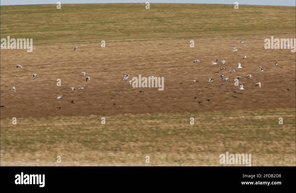 Birds ploughed field Stock Videos & Footage - HD and 4K Video Clips - Alamy