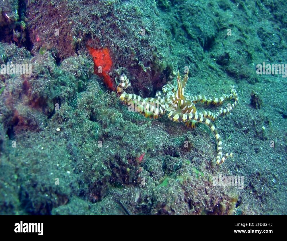 Crawling octopus Stock Videos & Footage - HD and 4K Video Clips - Alamy