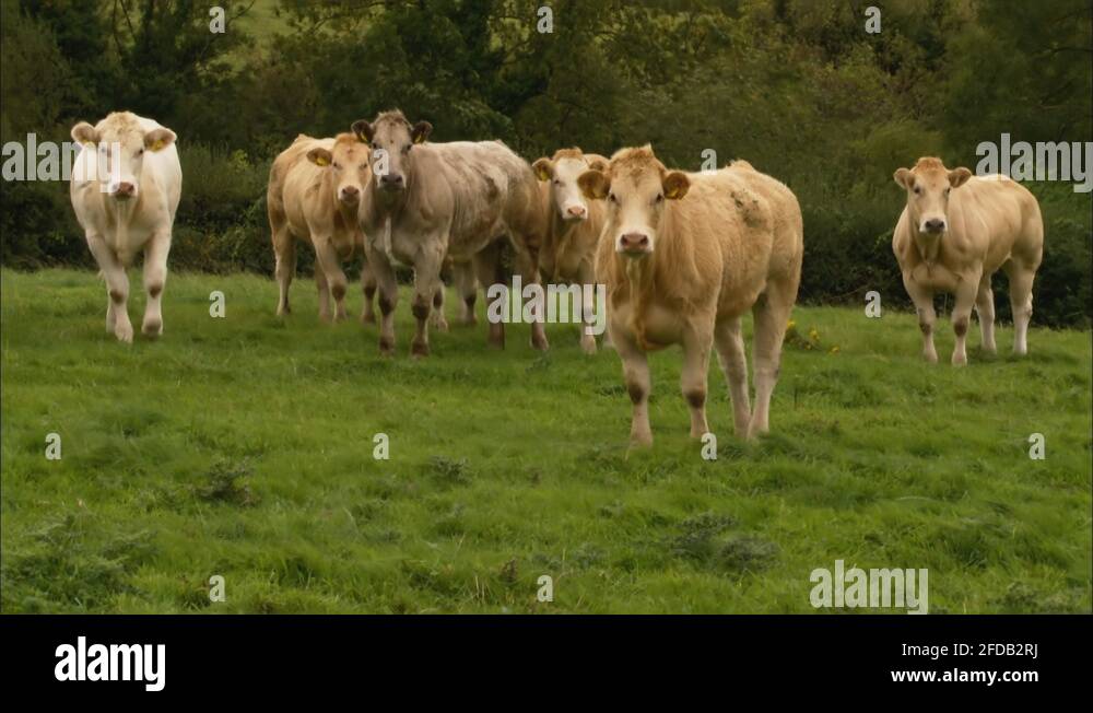 Farming uk cattle Stock Videos & Footage - HD and 4K Video Clips - Alamy