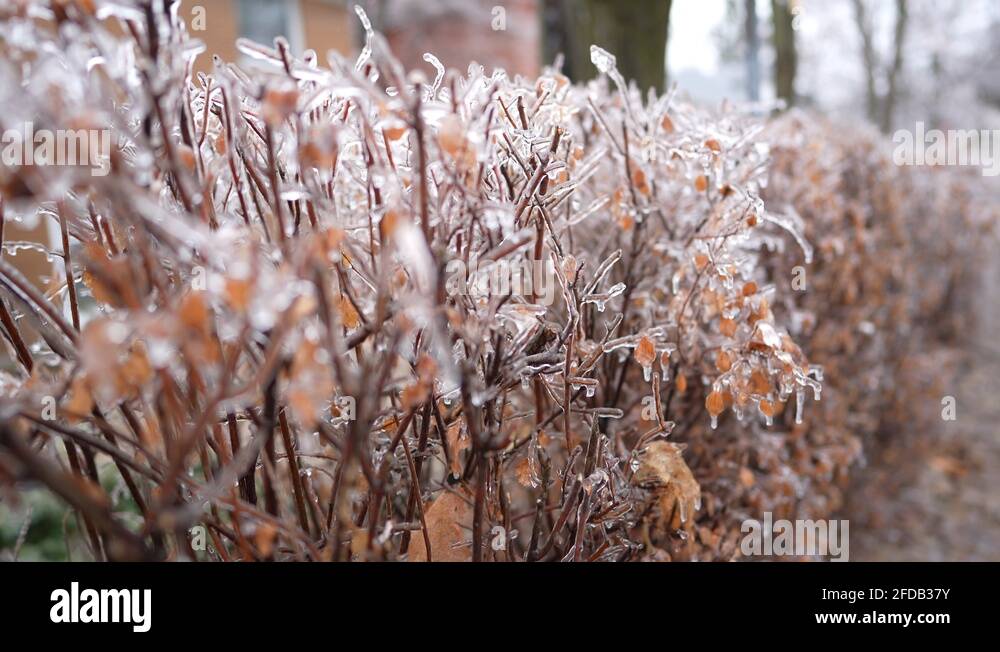 After the freezing rain Stock Videos & Footage - HD and 4K Video Clips ...