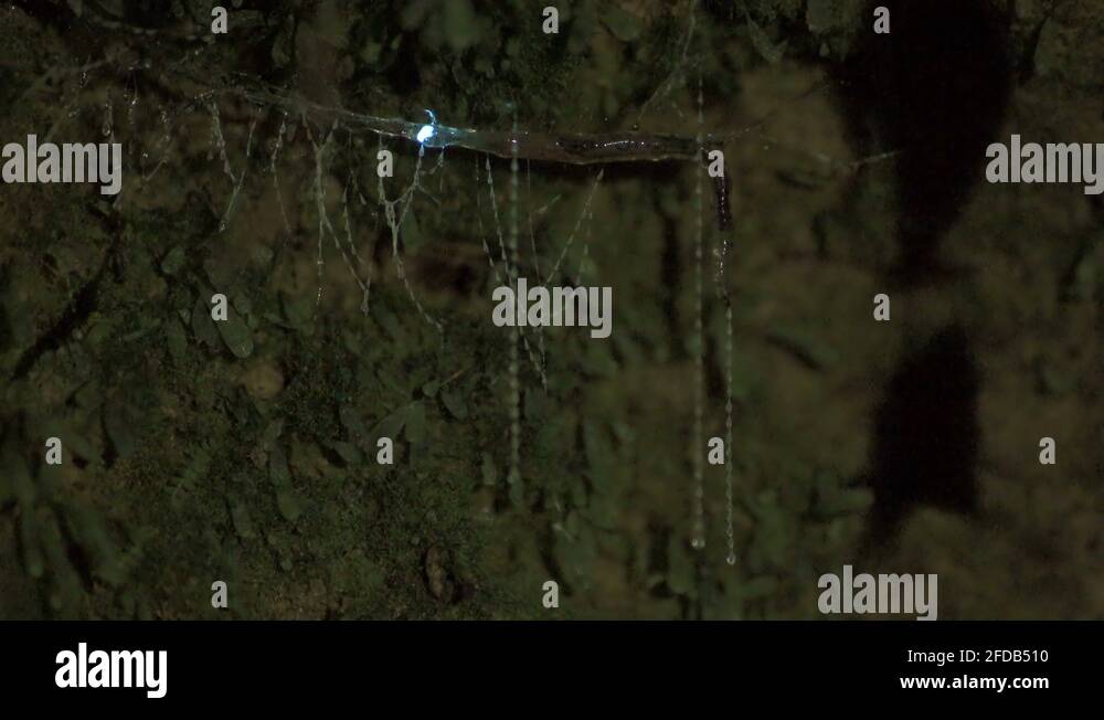 Traps insects Stock Videos & Footage - HD and 4K Video Clips - Alamy