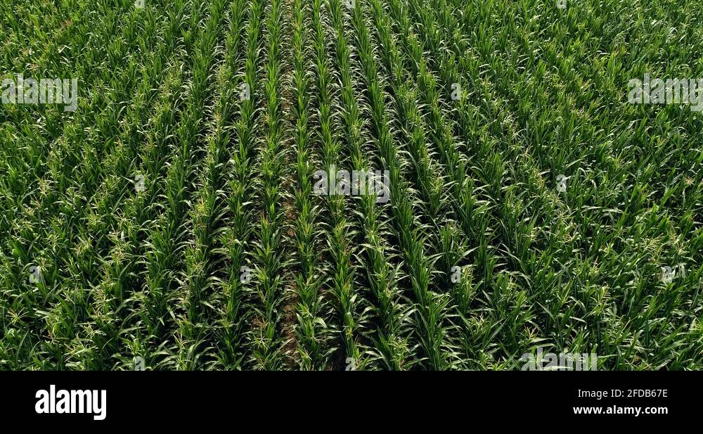 Row cultivation Stock Videos & Footage - HD and 4K Video Clips - Alamy