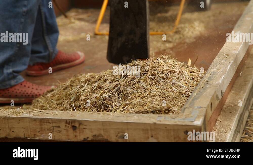 Napier grass Stock Videos & Footage - HD and 4K Video Clips - Alamy