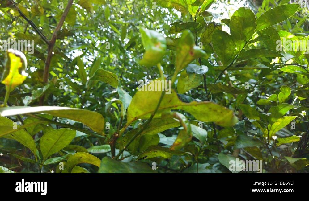 Citrus diseases Stock Videos & Footage - HD and 4K Video Clips - Alamy