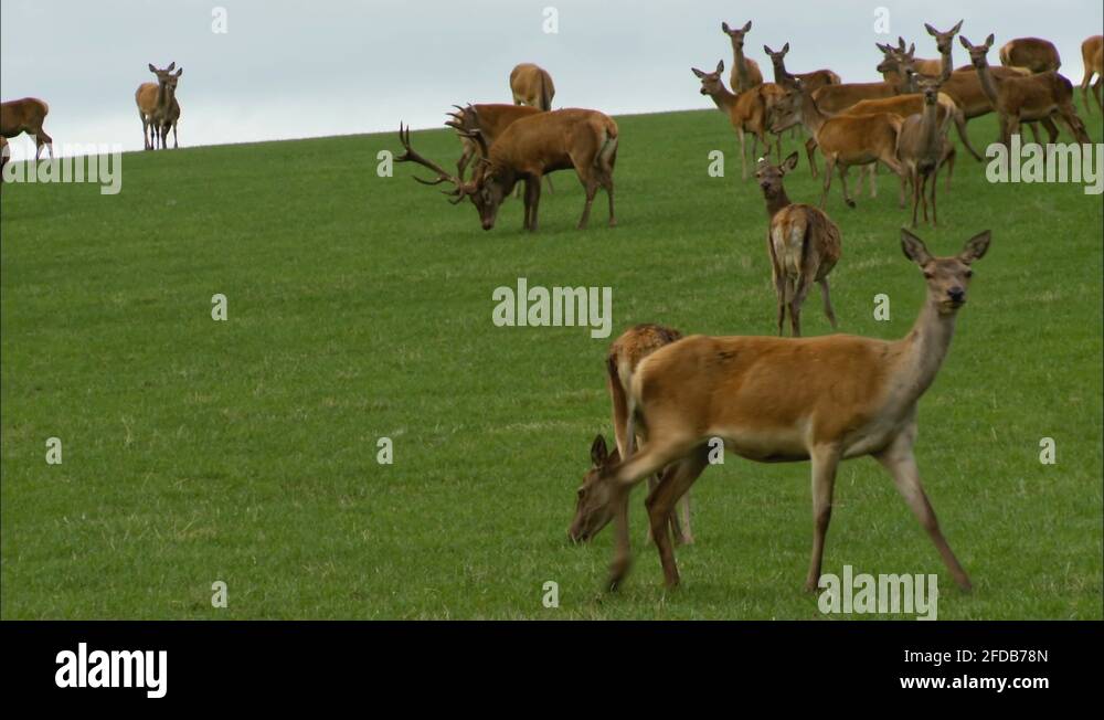 Field farm animals uk Stock Videos & Footage - HD and 4K Video Clips ...