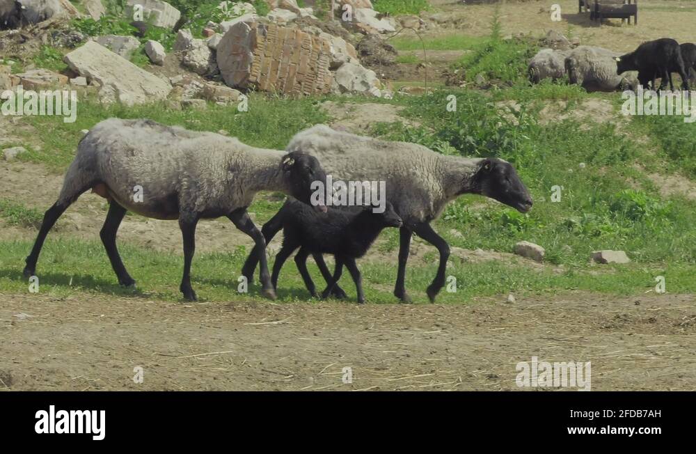 Romanov sheep Stock Videos & Footage - HD and 4K Video Clips - Alamy