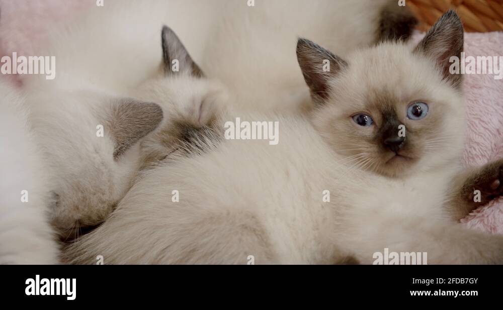 Cream point siamese cat Stock Videos & Footage - HD and 4K Video Clips ...