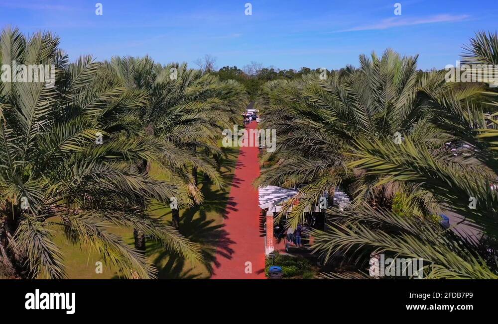 Palm lined walkway Stock Videos & Footage - HD and 4K Video Clips - Alamy