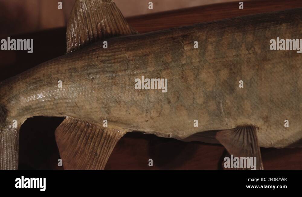 Bass fish teeth Stock Videos & Footage - HD and 4K Video Clips - Alamy