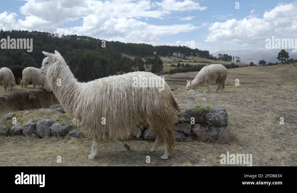 Alpaca andes peru Stock Videos & Footage - HD and 4K Video Clips - Alamy