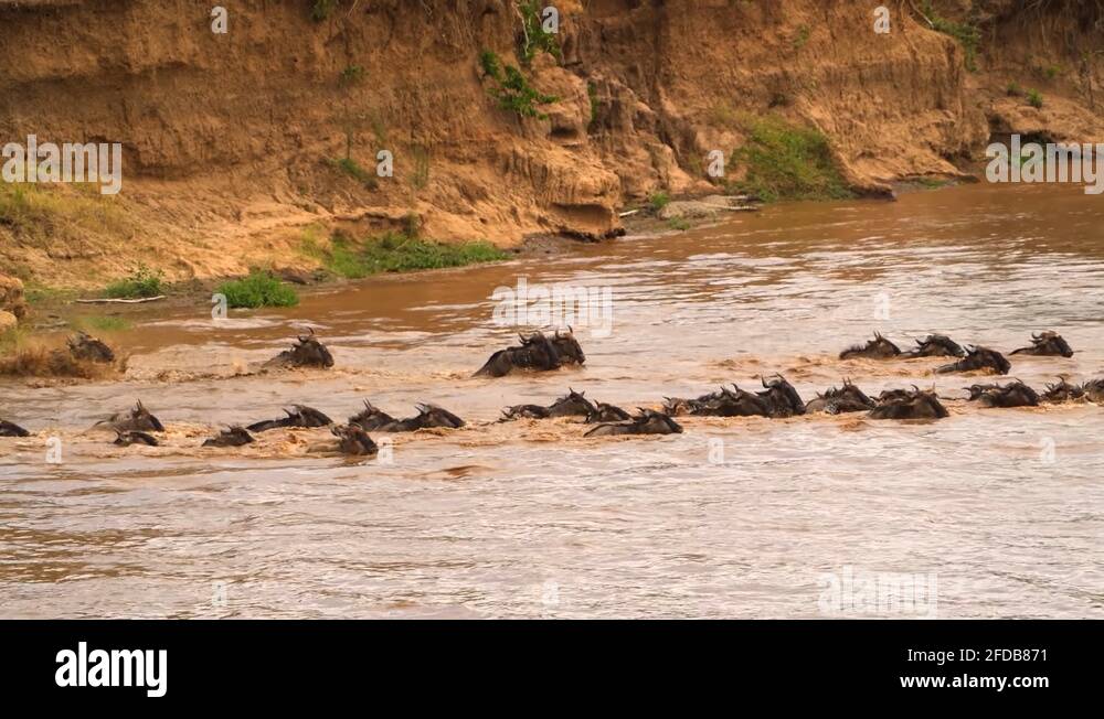Bull horn formation Stock Videos & Footage - HD and 4K Video Clips - Alamy