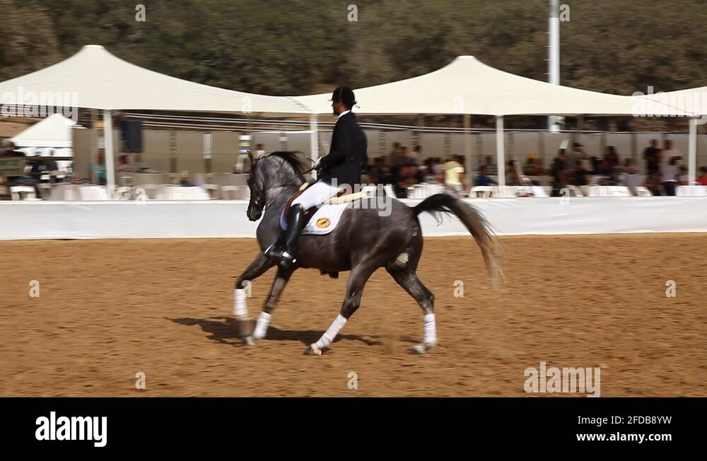 Rider demonstrates Old English riding style on his fine Arabian horse ...