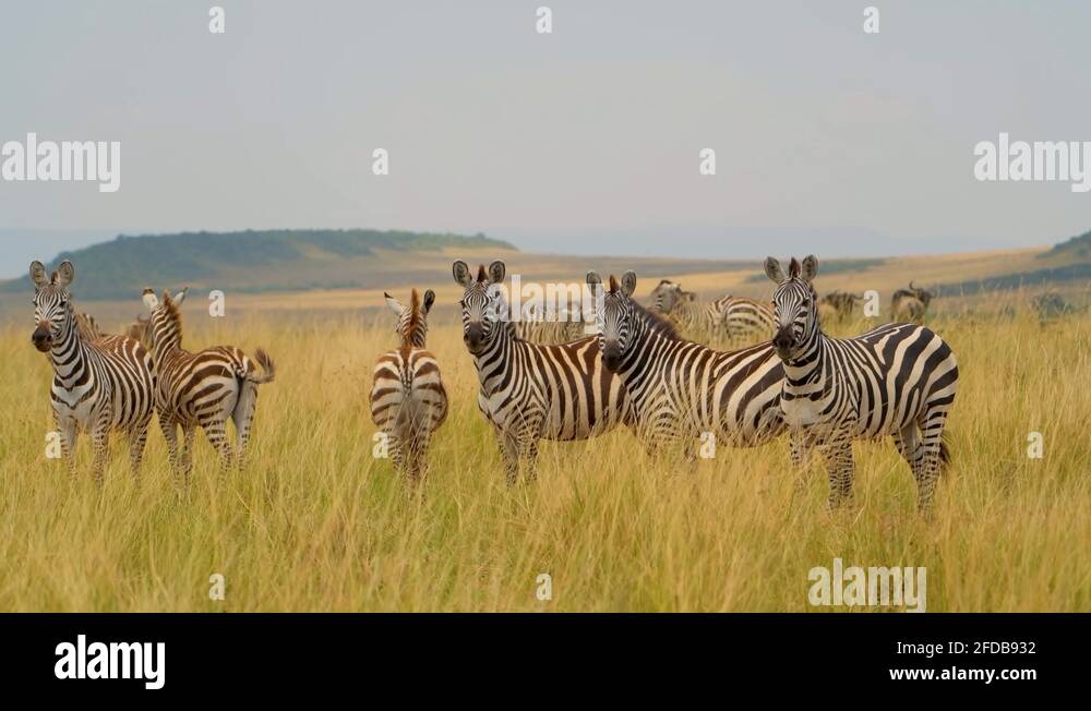 Zebra stripes group Stock Videos & Footage - HD and 4K Video Clips - Alamy