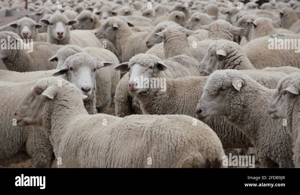 Bond sheep Stock Videos & Footage - HD and 4K Video Clips - Alamy