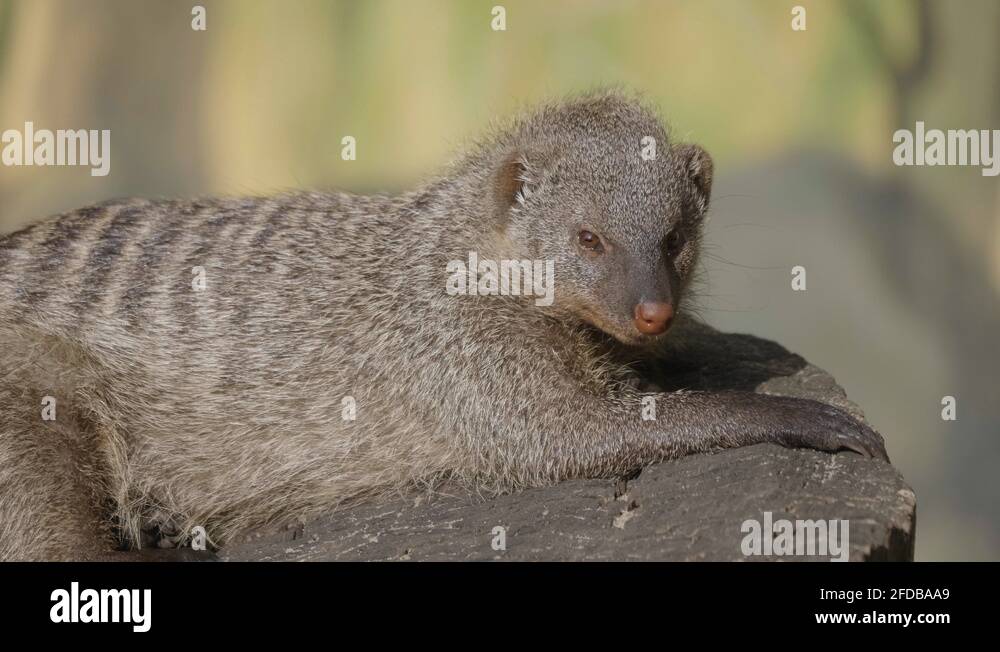 Desert dwarf mongoose Stock Videos & Footage - HD and 4K Video Clips ...