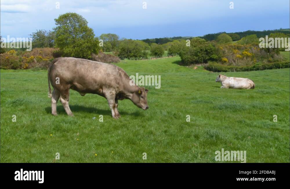 Uk beef farming Stock Videos & Footage - HD and 4K Video Clips - Alamy