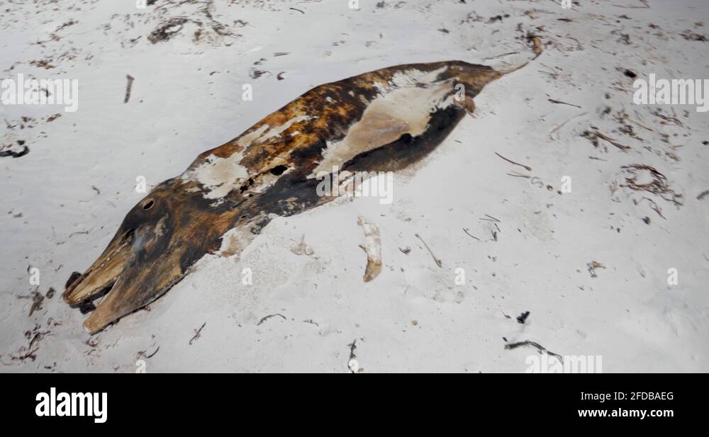 Decomposing body Stock Videos & Footage - HD and 4K Video Clips - Alamy