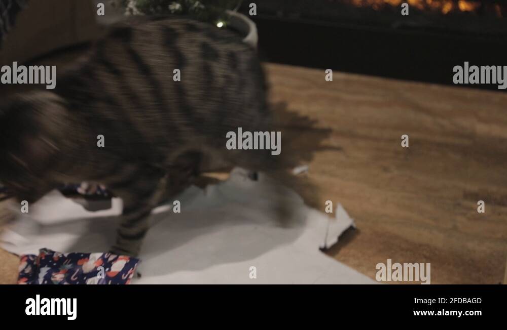 Romping cat Stock Videos & Footage - HD and 4K Video Clips - Alamy