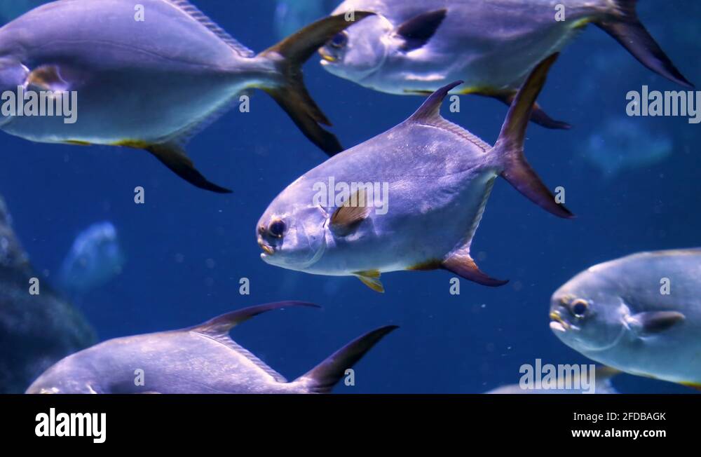 Pompano fish Stock Videos & Footage - HD and 4K Video Clips - Alamy