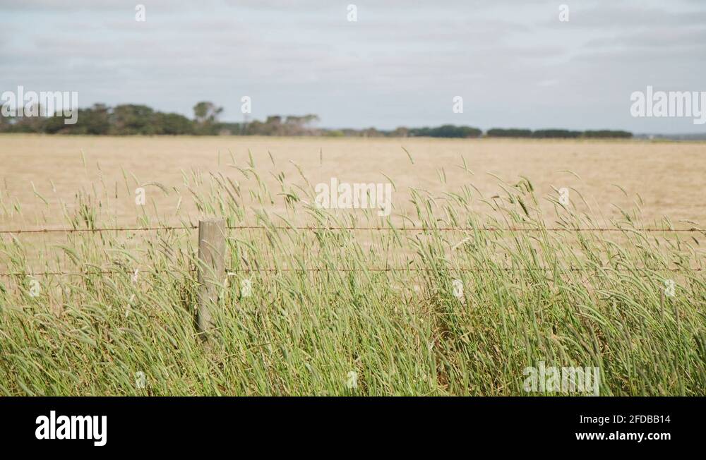 Grass paddock Stock Videos & Footage - HD and 4K Video Clips - Alamy