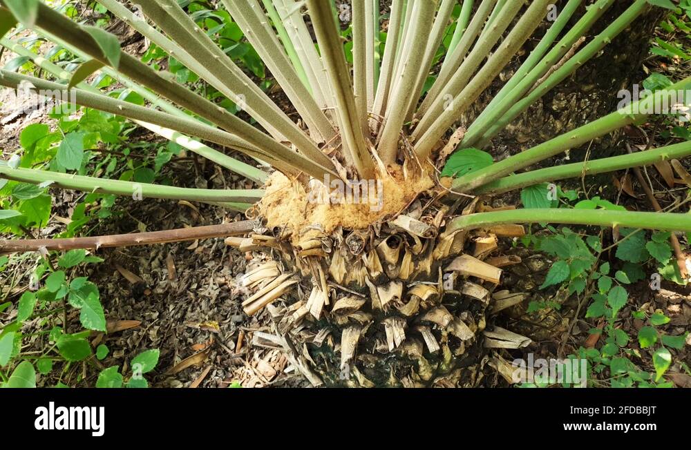 Encephalartos senticosus, Jozini cycad plant and it's prehistoric ...