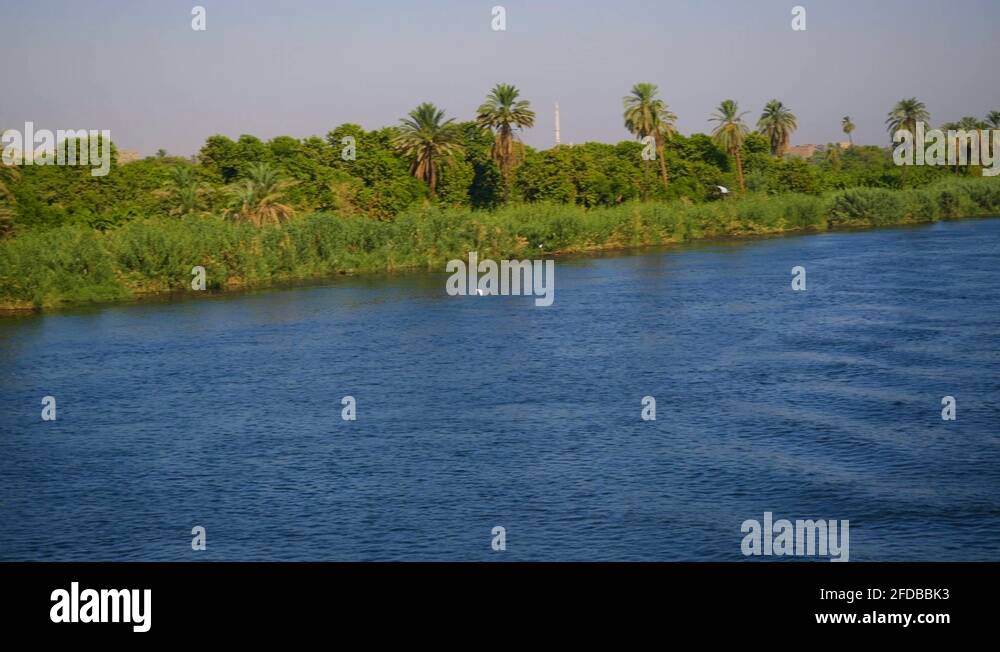 Bird nile Stock Videos & Footage - HD and 4K Video Clips - Alamy