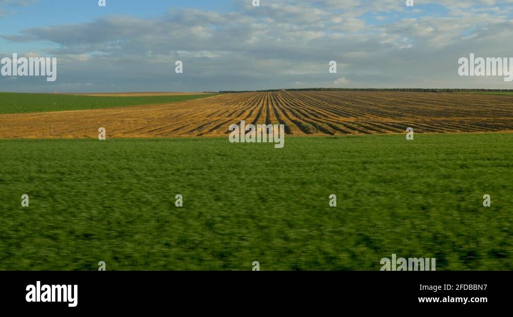 Beautiful Field of Green Grass, Agriculture. Top view. Aerial. Grass ...