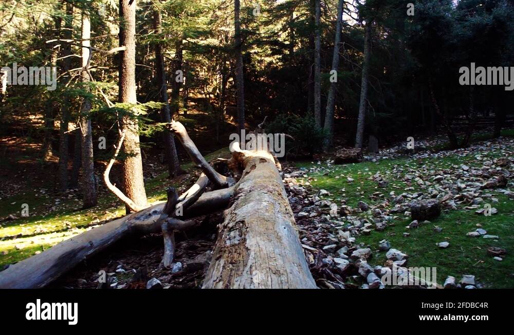 Azrou cedar forest Stock Videos & Footage - HD and 4K Video Clips - Alamy