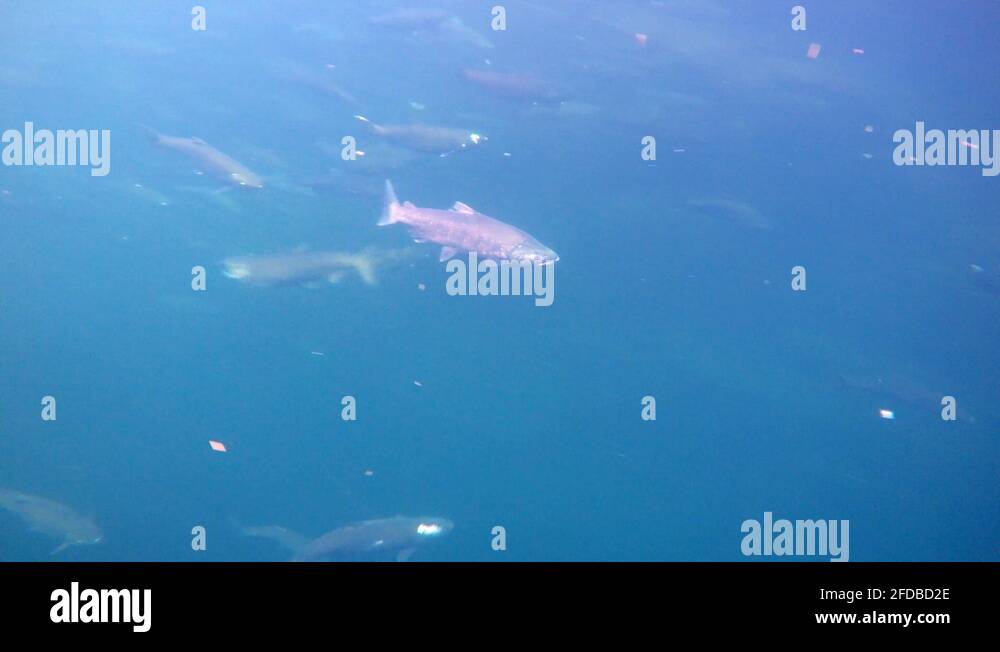 Underwater migration Stock Videos & Footage - HD and 4K Video Clips - Alamy