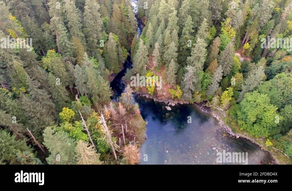 Temperate rainforest ecosystem Stock Videos & Footage - HD and 4K Video ...