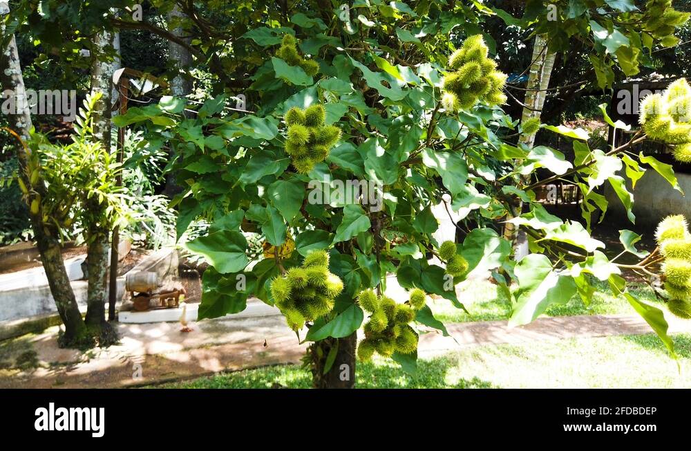Leguminous tree Stock Videos & Footage - HD and 4K Video Clips - Alamy
